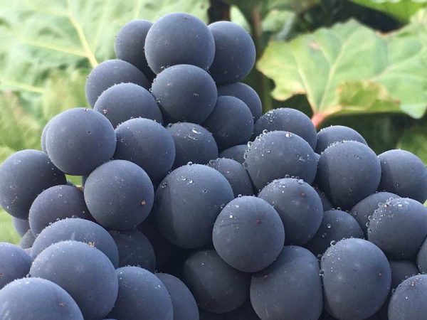 Raisin bleu | Serre René Robidoux